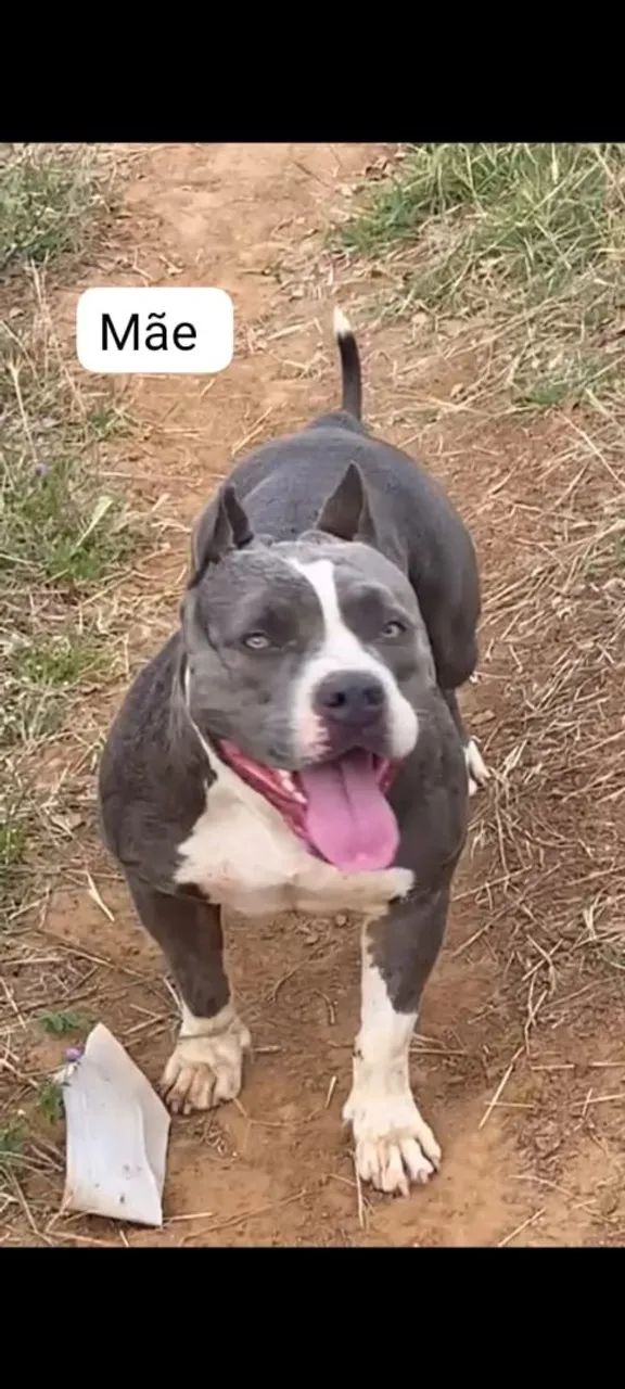 American bully macho - Cachorros - Lagoa Grande, Feira de Santana ...