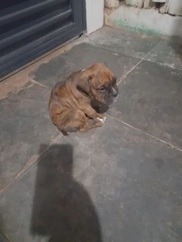 "cachorro box" no Brasil