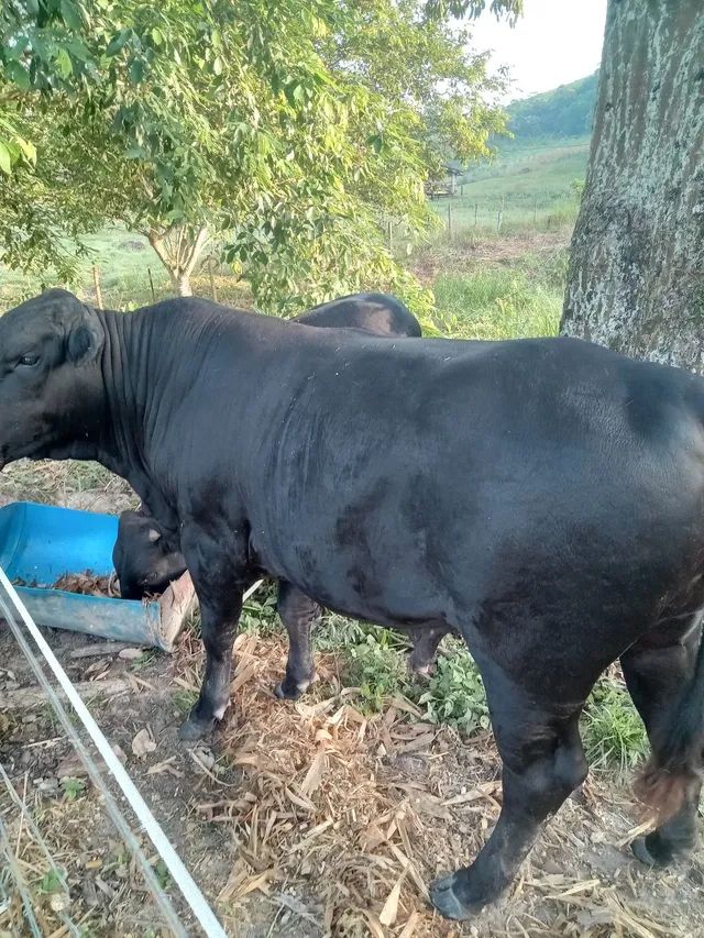 "tourinho angus" no Brasil