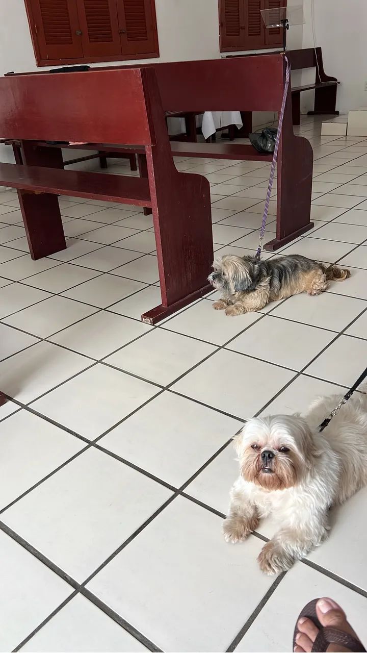 doando - Cachorros - Vale Quem Tem, Teresina 1446944884 | OLX