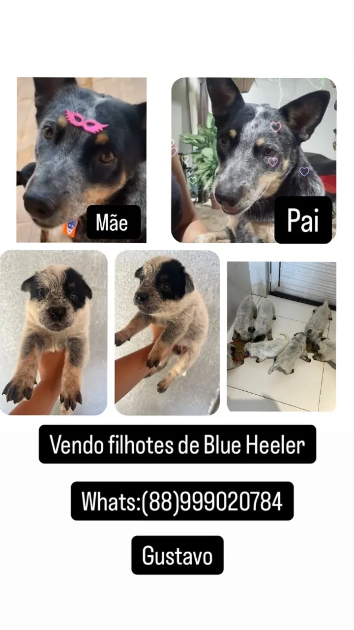 "filhotes de blue heeler" - Cachorros no Brasil
