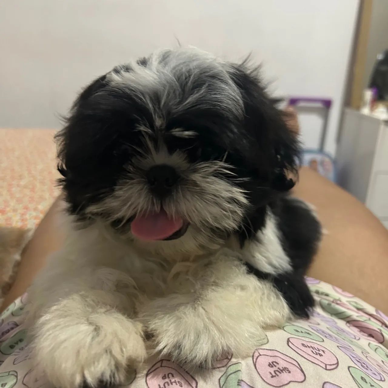 Filhote Shih Tzu - Fofinho e Carinhoso - Cachorros - Gleba A, Camaçari ...