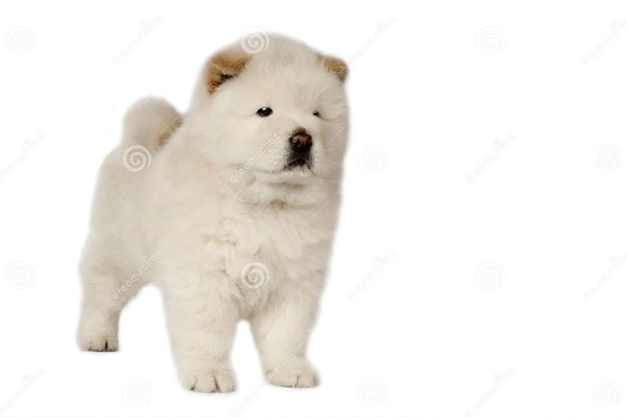 Chow Chow, gene recessivo. - Cachorros - Barra de Guaratiba, Rio de ...