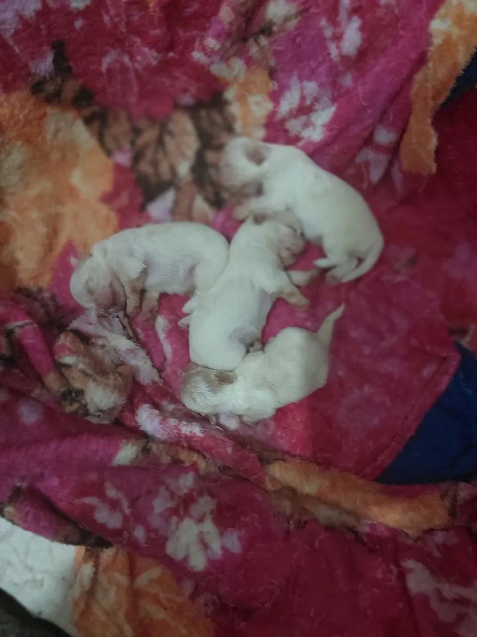 Shihtzu so machinhos. Entregar em fevereiro! - Cachorros - São ...