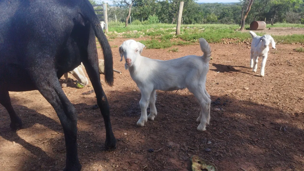 "bode filhote" no Brasil