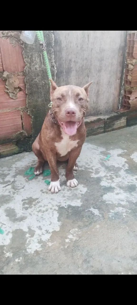 pit monster Fêmea 6 meses 650$$ - Cachorros - Engenho Velho de Brotas ...