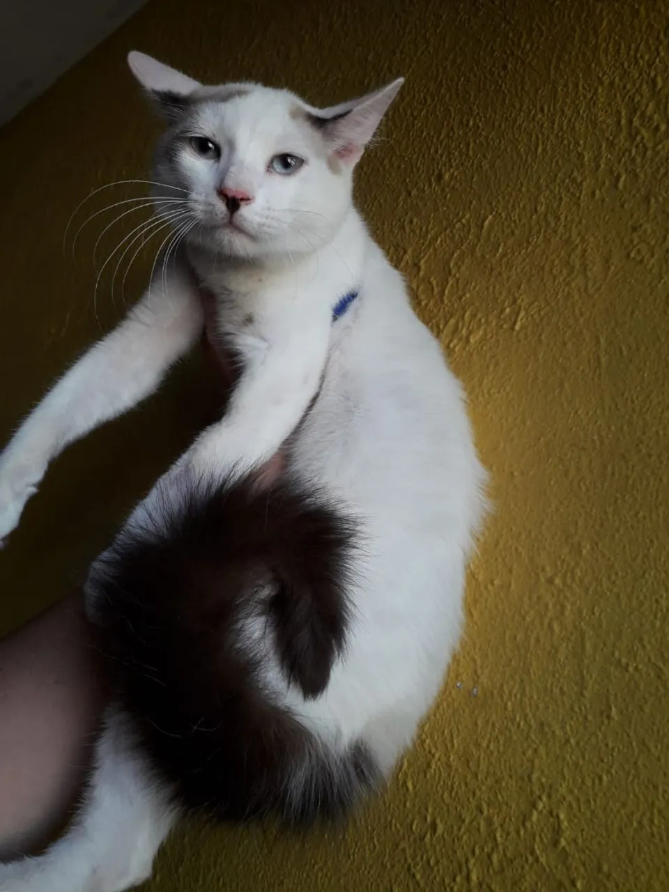 "gato angora" - Gatos no Brasil