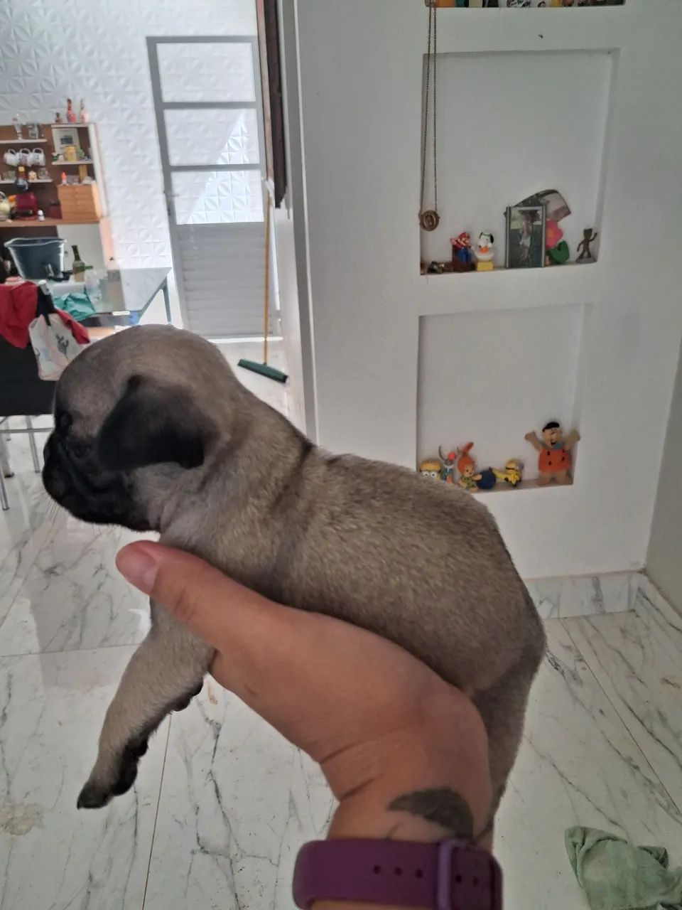 Pug macho filhote - Cachorros - Setor de Mansões de Sobradinho ...
