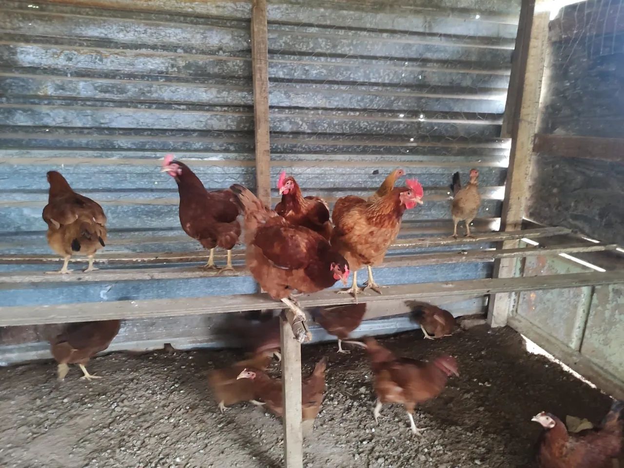 Galinha Embrapa 51 e ISA Brown - Na Postura - Animais para agropecuária ...