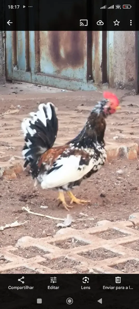 "garnizes nagasaki" no Brasil