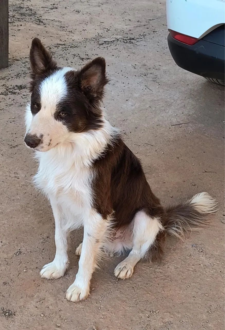 Lindos filhotes merle de Border collie - Cachorros - Alexânia ...