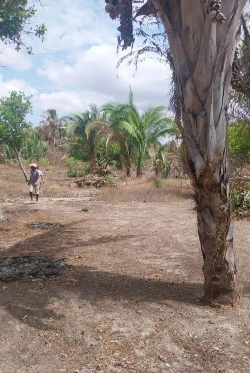 Sitio localidade santa Teresa timon-MA - Terrenos, sítios e fazendas ...