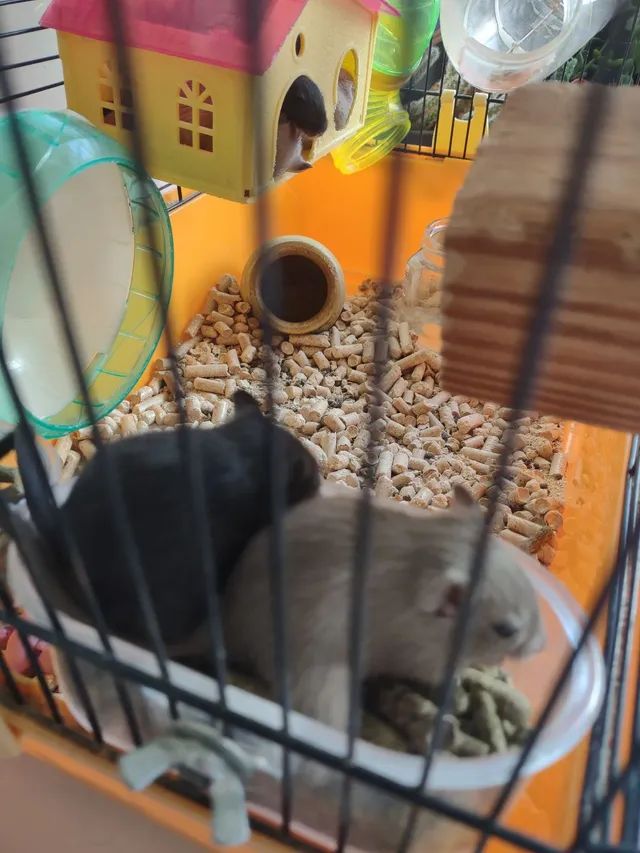 "filhote de esquilos" no Brasil