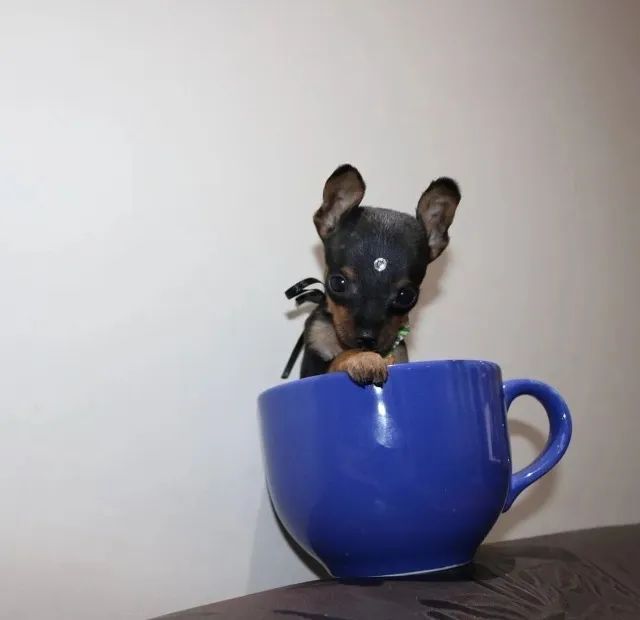 "pinscher micro zero" no Brasil