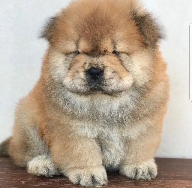 "chow show" - Cachorros no Brasil
