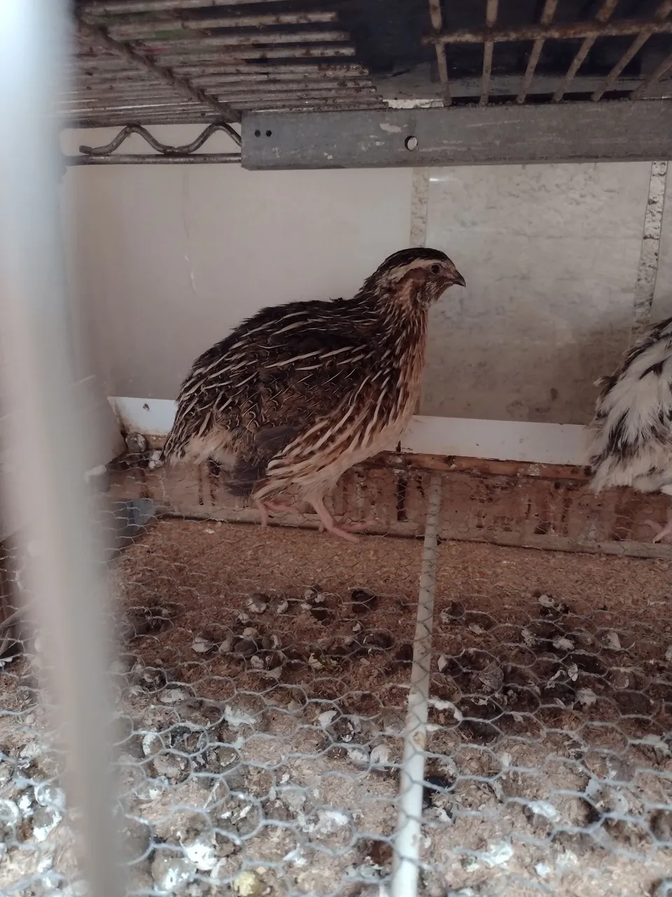 "codornas" no Brasil
