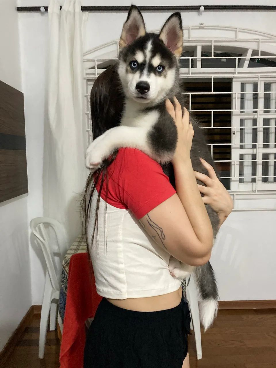 Husky siberiano - Cachorros - Xaxim, Curitiba 1467987304 | OLX