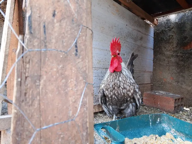 "garnizes" no Brasil