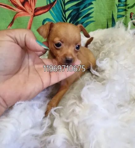 "pinscher micro zero" no Brasil