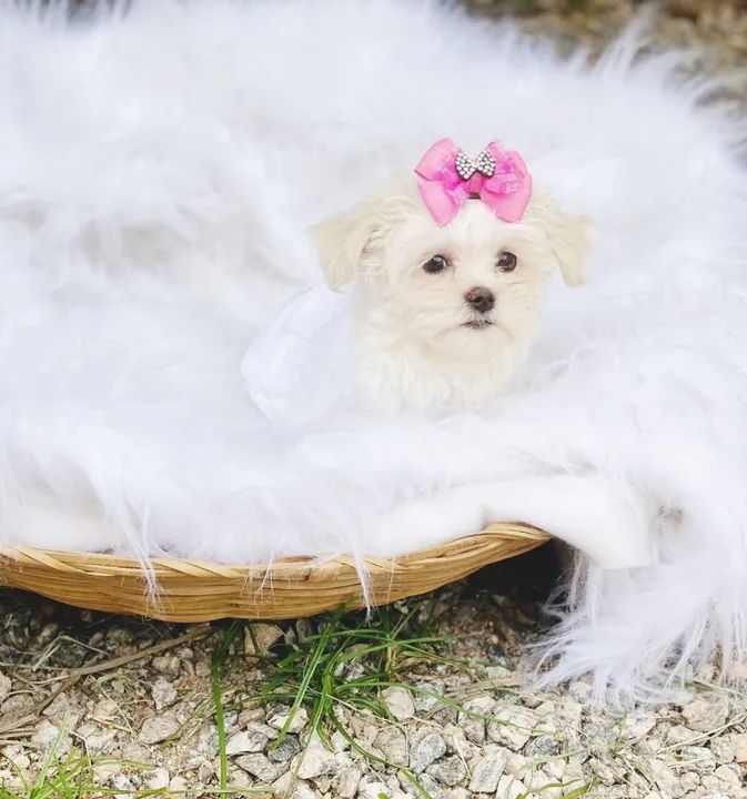 Maltês fêmea e macho!Baby face!Perfeição da raça! - Cachorros - Benfica ...