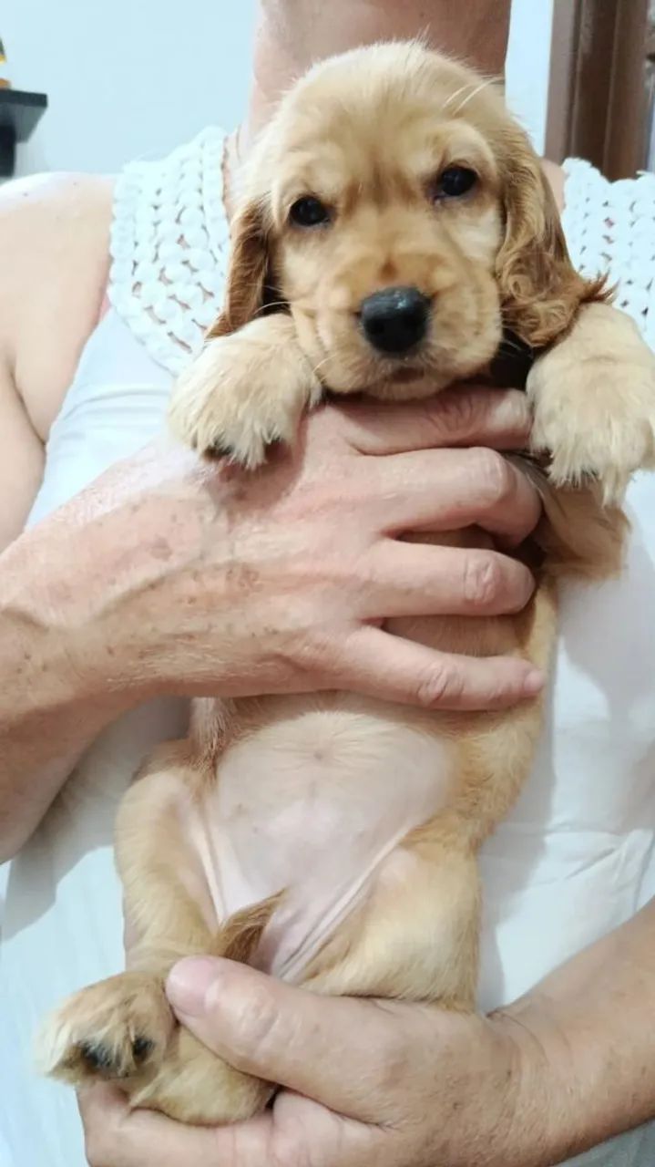 FÊMEA COCKER SPANIEL INGLÊS - Cachorros - Chácaras de Inoã (Inoã ...