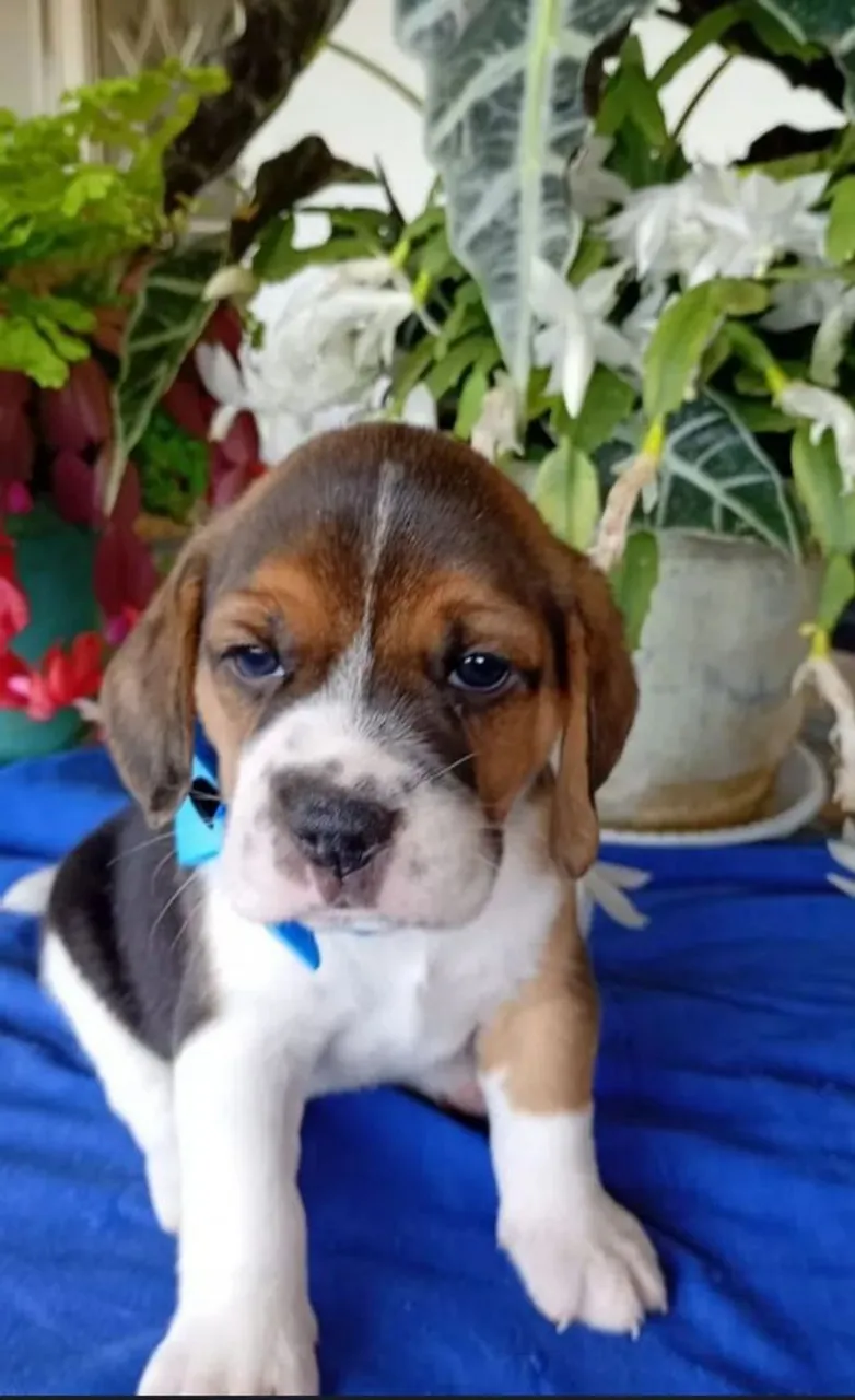 "filhotes de cachorros beagle" - Cachorros no Brasil