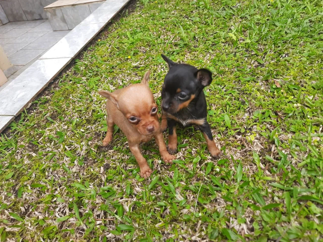 "pinscher 0" - Cachorros no Brasil