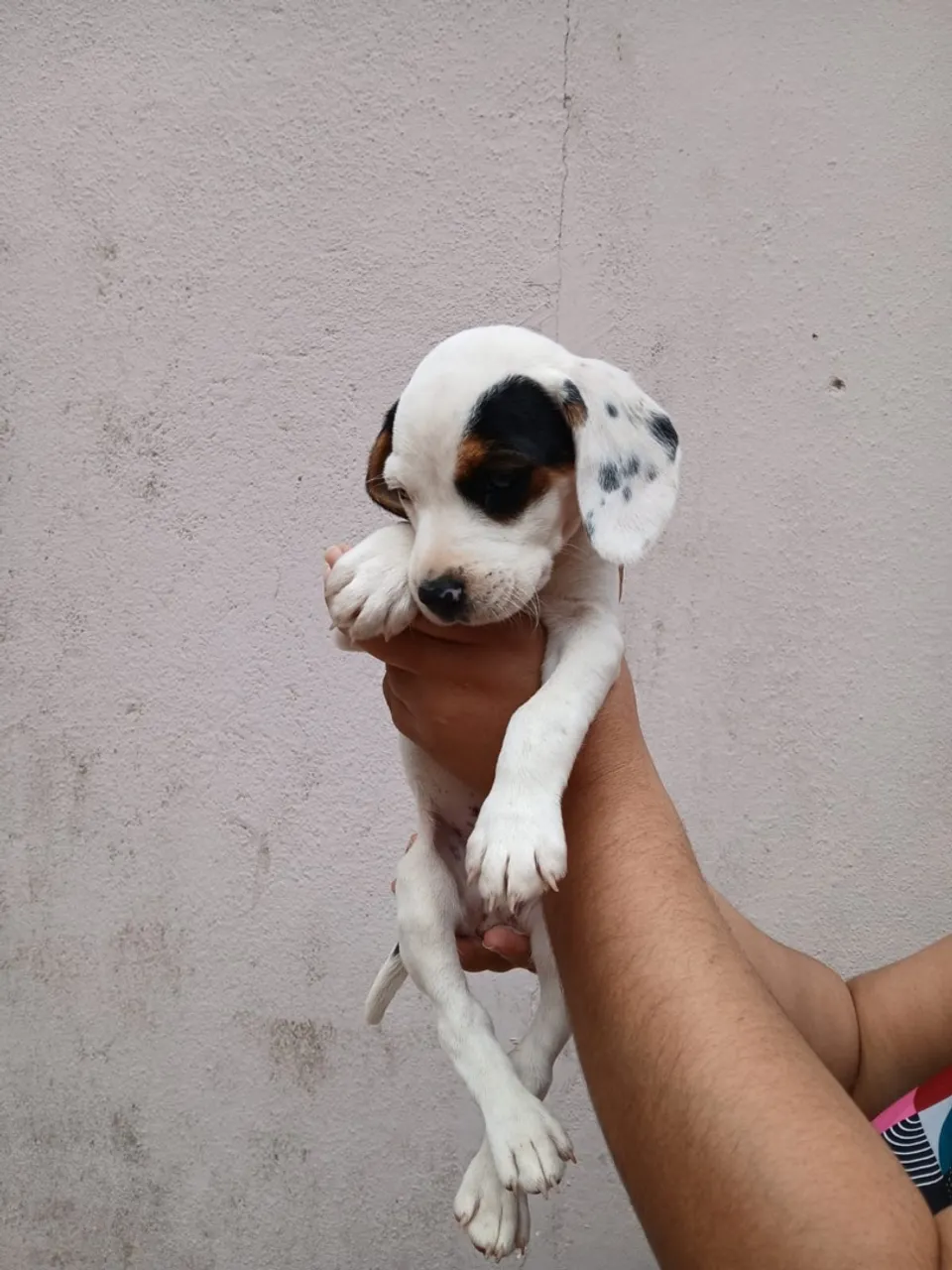 "filhotes de cachorros beagle" - Cachorros no Brasil