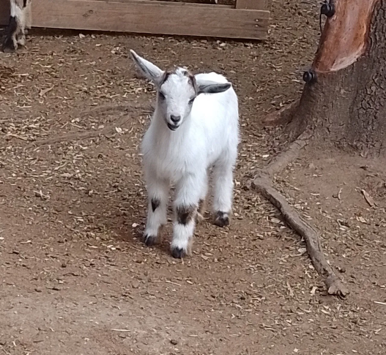 "mini cabras" no Brasil