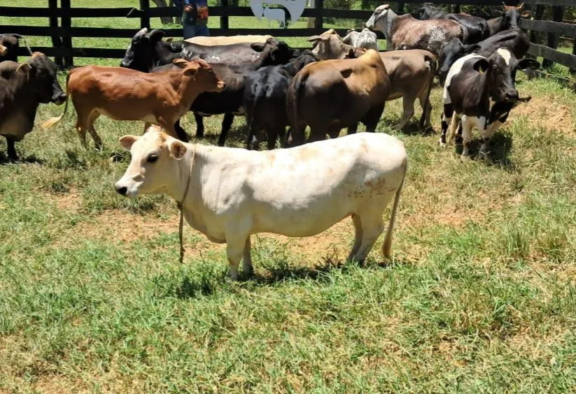 "mini vaca" - Animais para agropecuária no Brasil