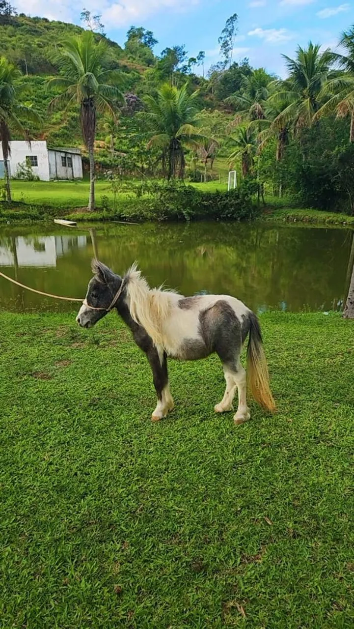 "mini ponei" no Brasil