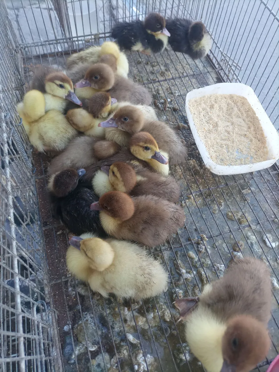 "filhotes de patos" - Outros animais no Brasil