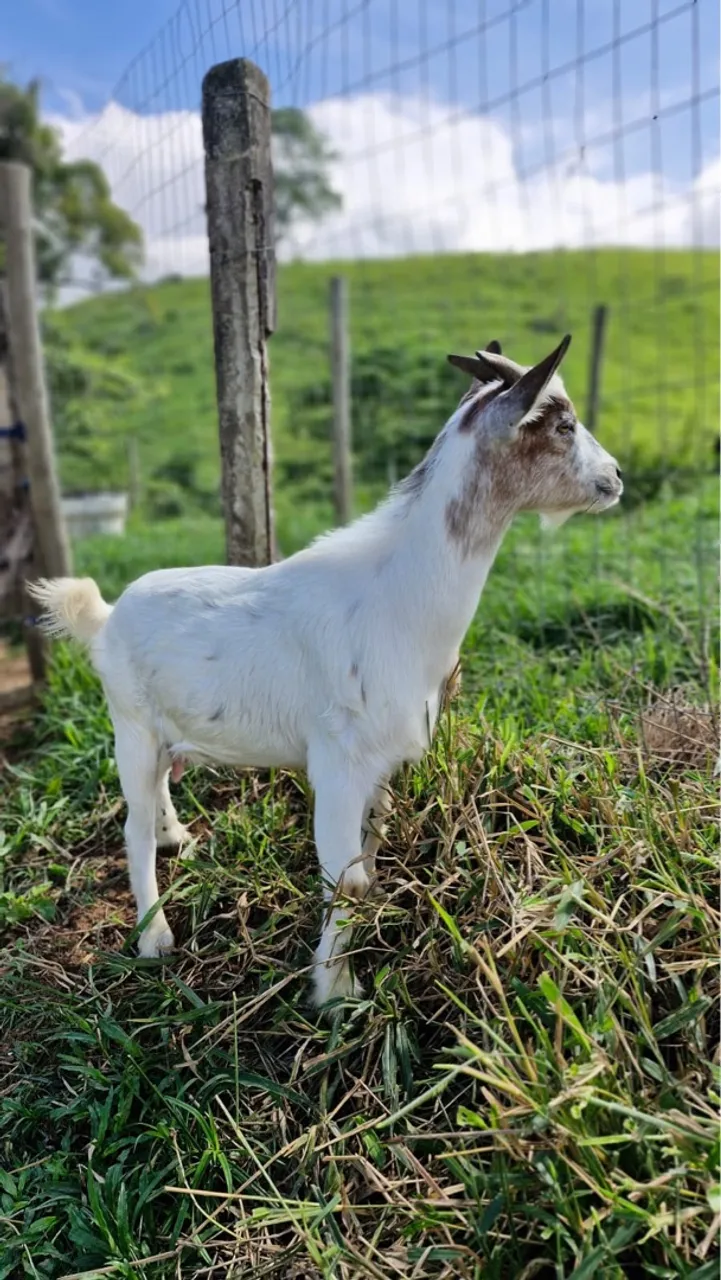 "mini cabras" no Brasil