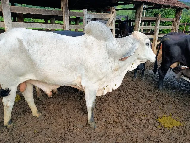 "garrote village" no Brasil