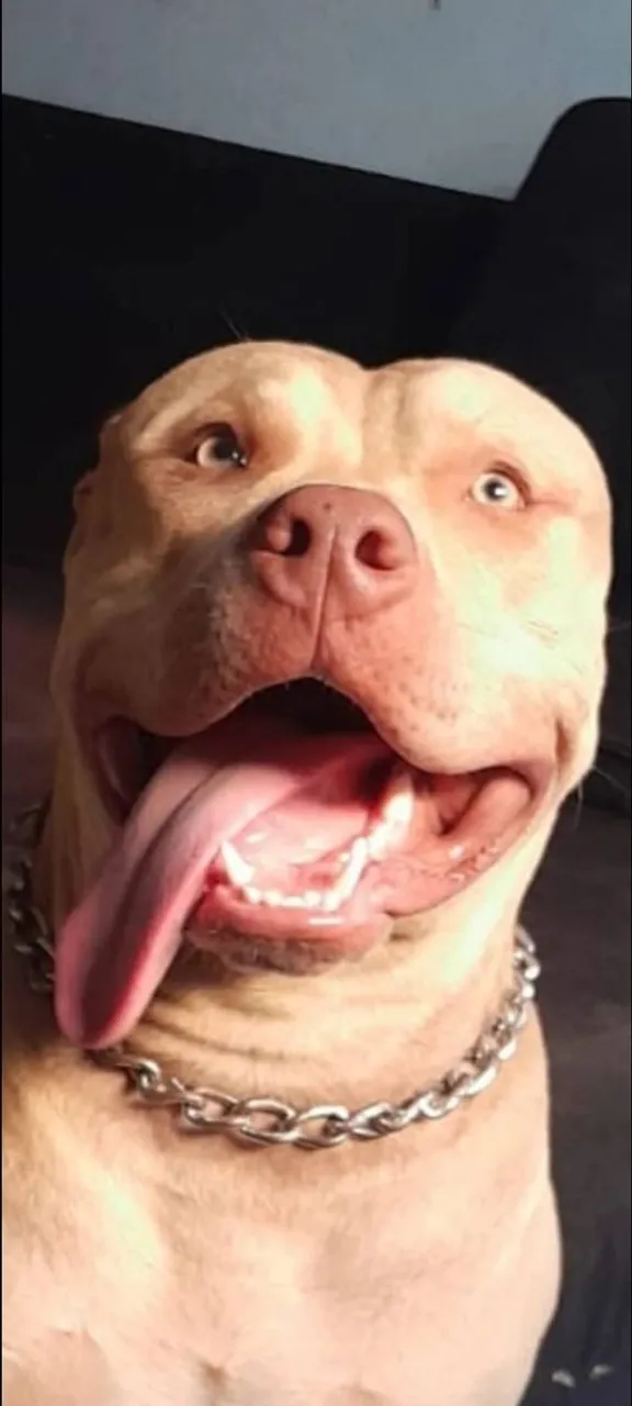 "pitbull tigrado" - Cachorros no Brasil