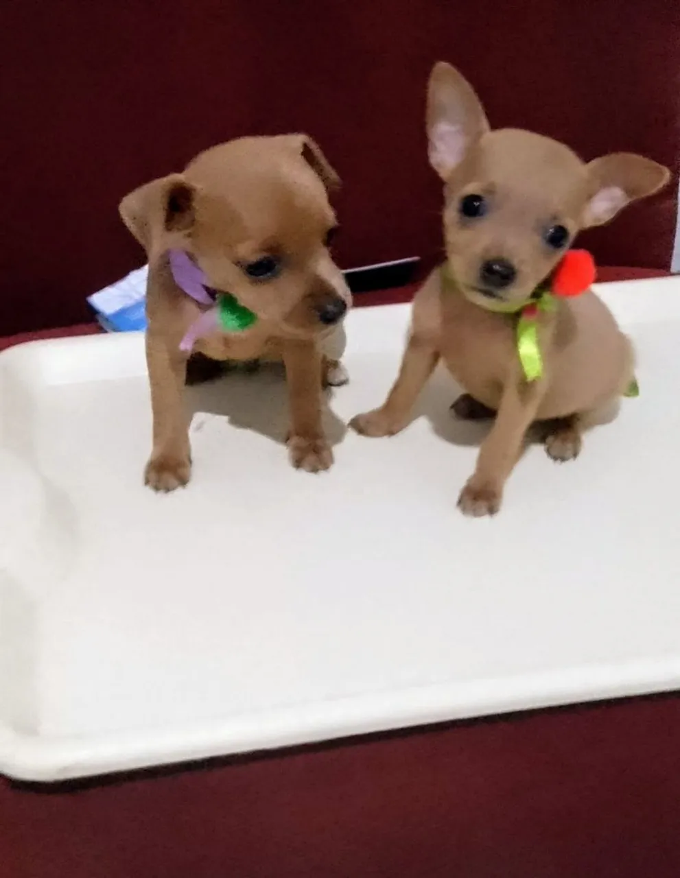 "cachorro pinscher 1" - Cachorros no Brasil