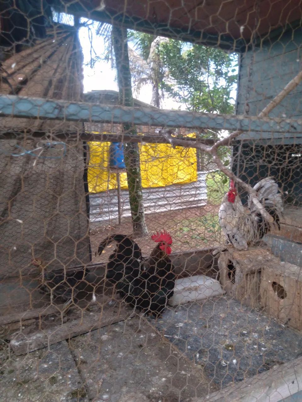 Galo Garninze e fragoso a venda - Acessórios para pets - Alzira Ramos, Cariacica 1433842087 | OLX