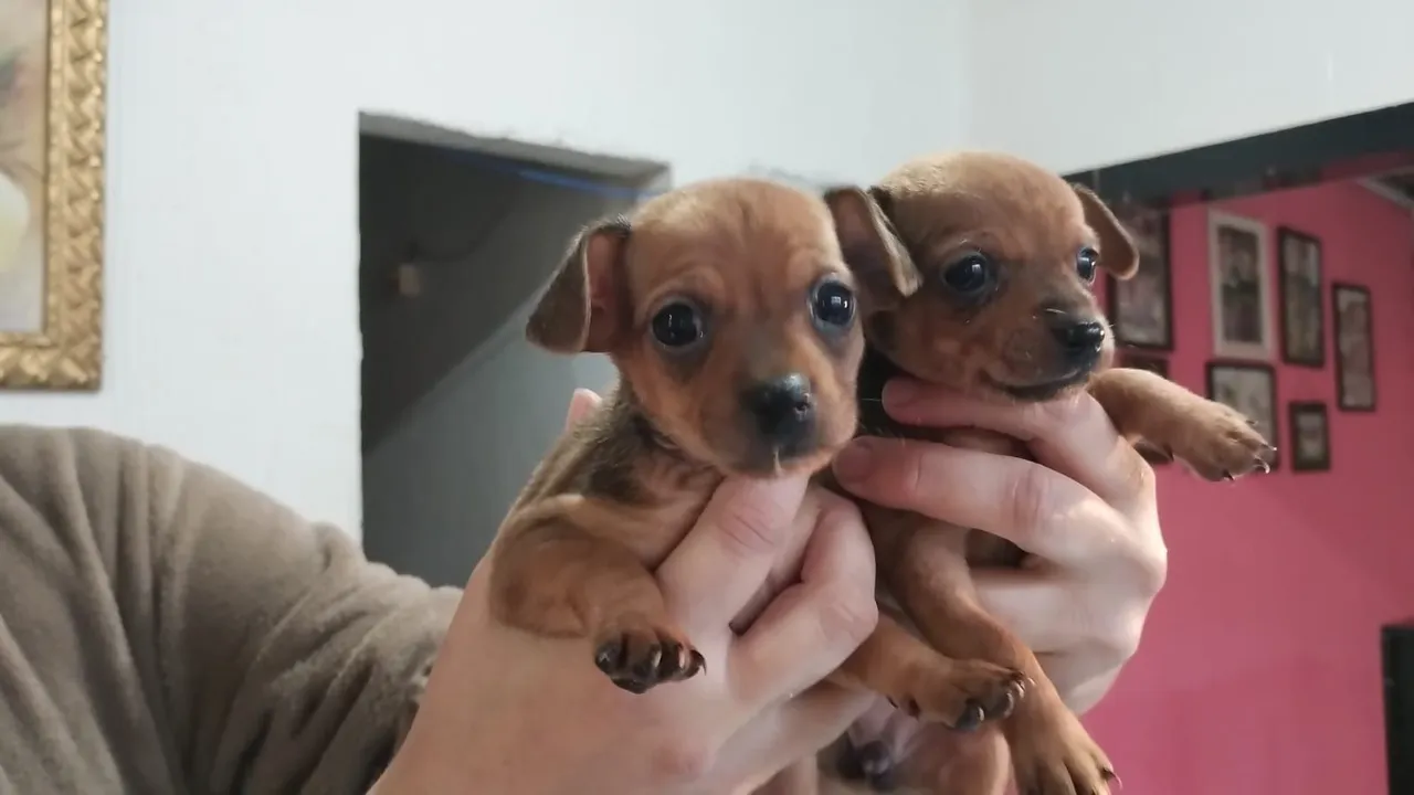 "pinscher 00 miniatura" - Cachorros no Brasil