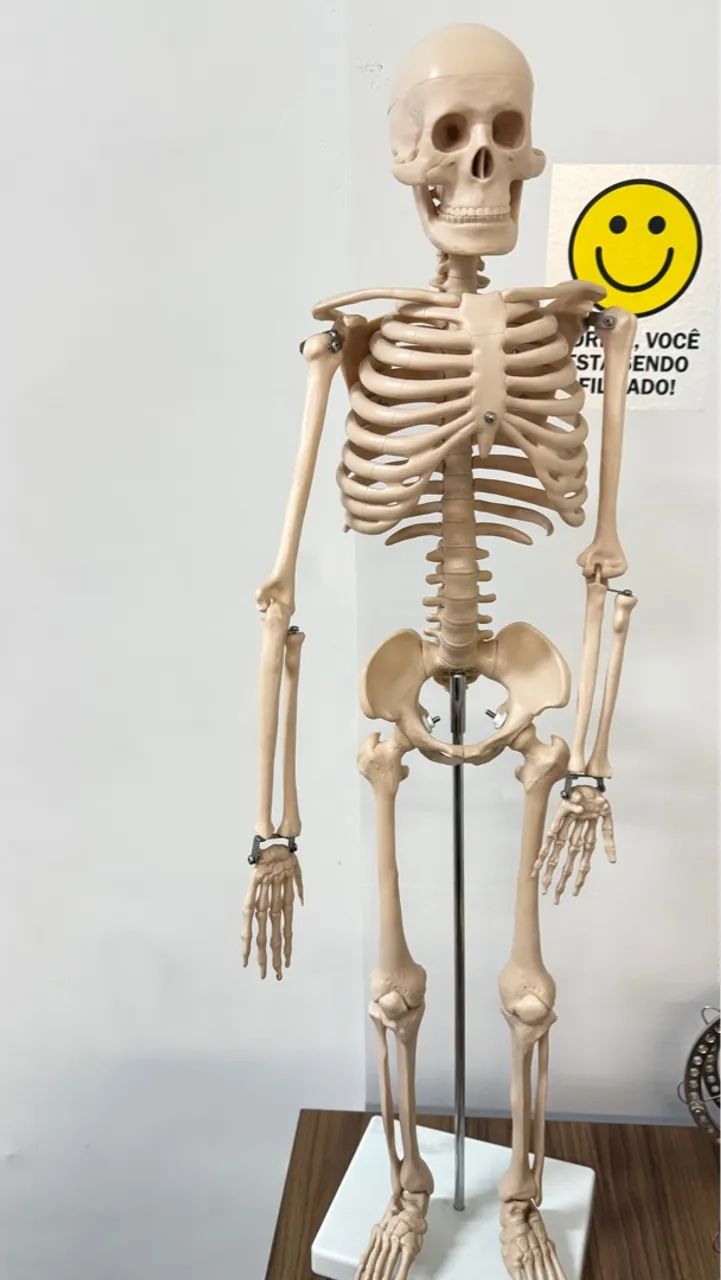 Esqueleto Humano Completo - Modelo Anatômico - Equipamentos Médicos e ...