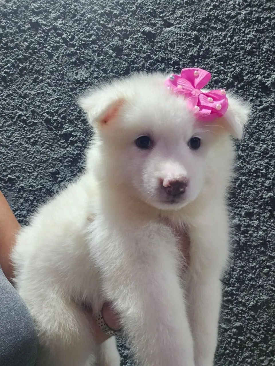 Husky siberiano - Cachorros - Val-de-Cães, Belém 1468483620 | OLX