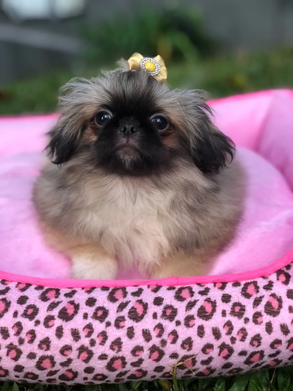 "filhote pequines" - Cachorros no Brasil