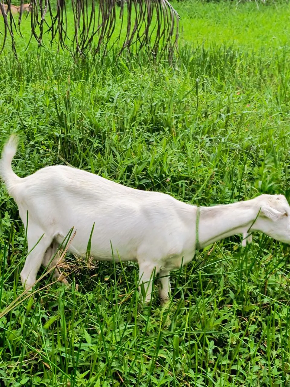 "bodes e cabras" no Brasil