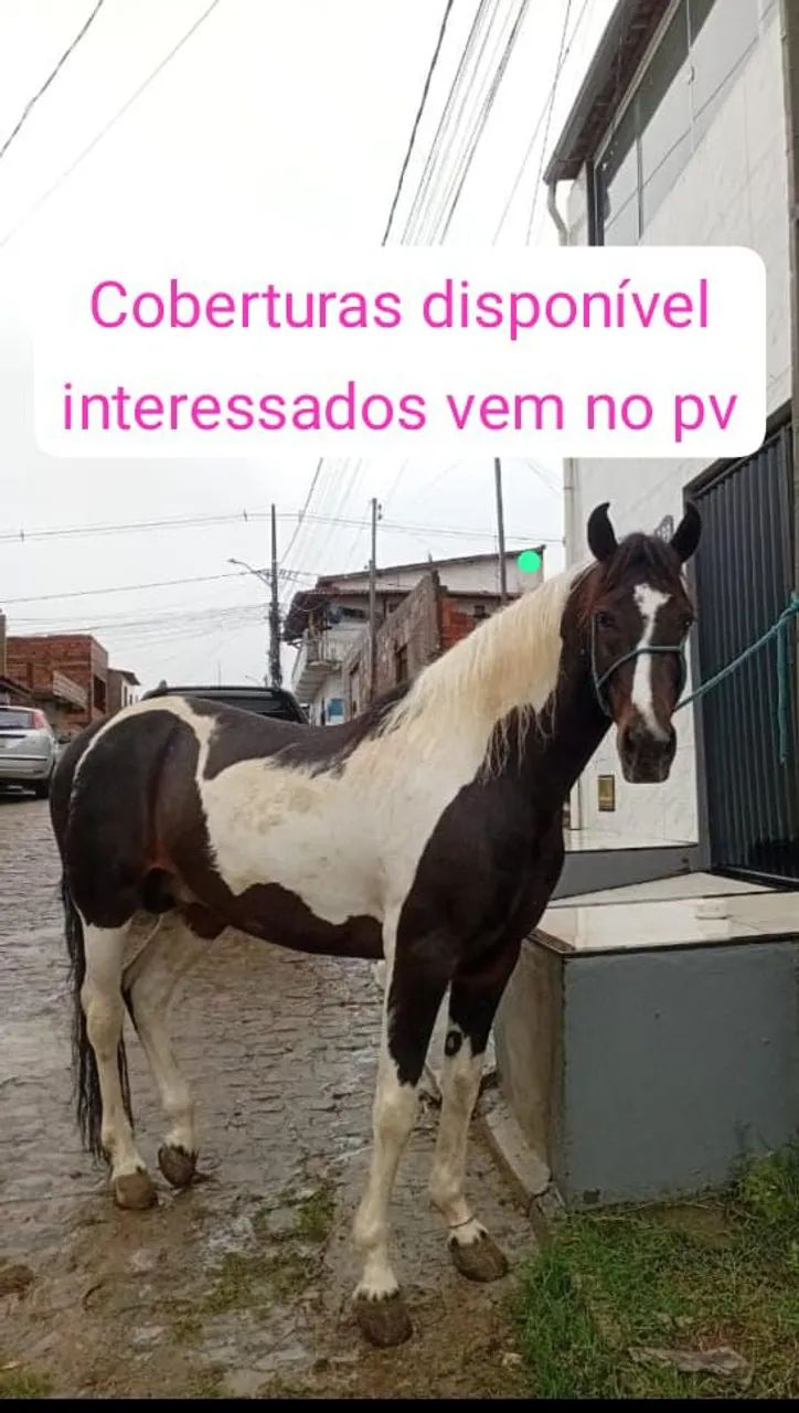 Vende se cobertura de um cavalo MM sem RG mais Eselente genética ...