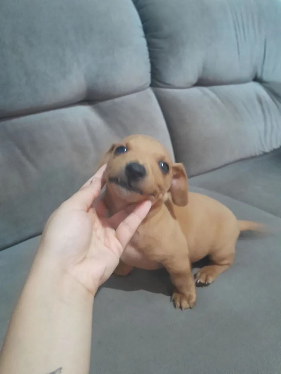 "cachorro cofap" - Cachorros no Brasil