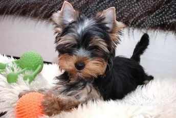 "yorkshire preto" no Brasil