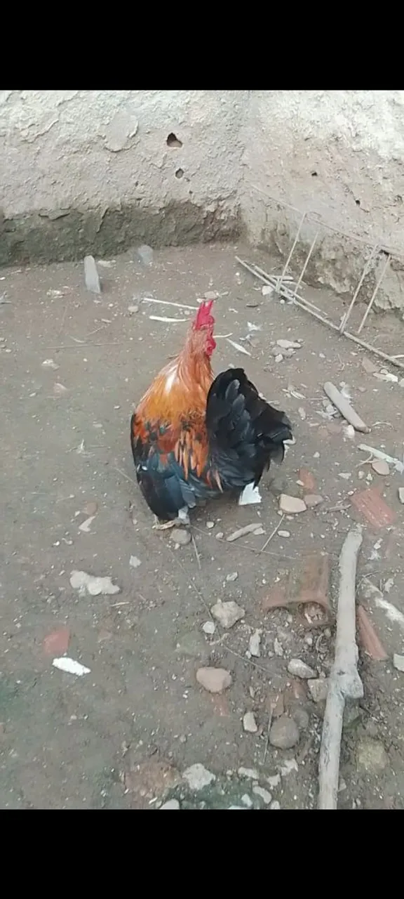 "mini garnizes" no Brasil