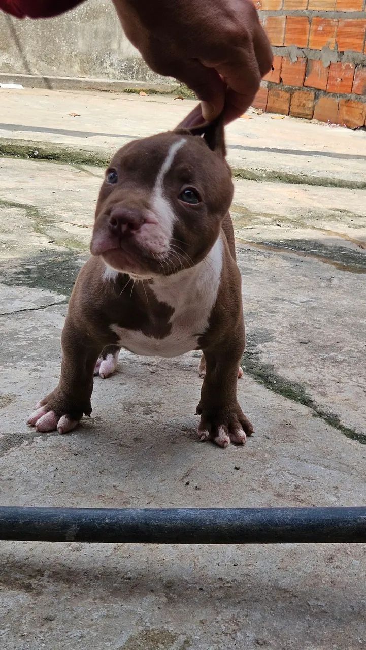 Filhote de pit monster - Cachorros - Santa Maria do Pará 1466011343 | OLX