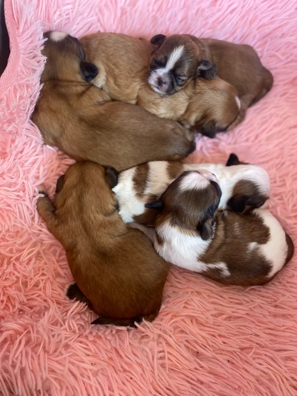 Filhotes de shitzu disponível pra reserva - Cachorros - Lapa 1470217587 ...