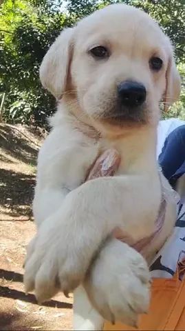"filhote labrador puro" no Brasil