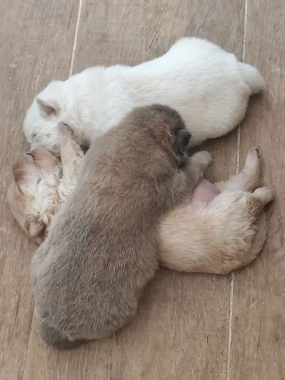 Chow Chow, gene recessivo. - Cachorros - Barra de Guaratiba, Rio de ...